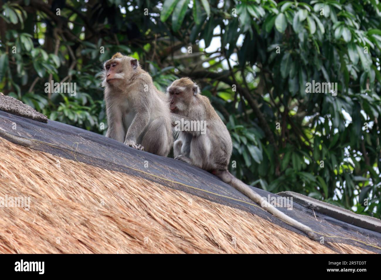The two long-tailed macaques on the roof grooming each other Stock ...