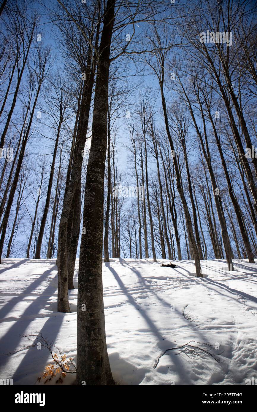 Photographic documentation of the white mantle of snow under a forest ...