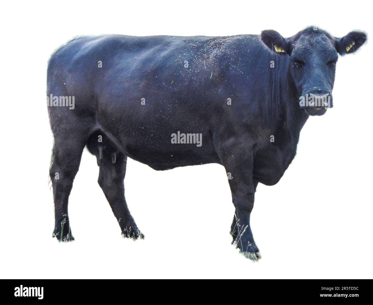 Black angus cow isolated on white background Stock Photo - Alamy