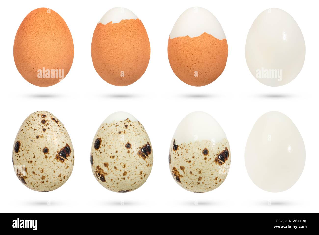 Cleaning eggs Cut Out Stock Images & Pictures - Alamy