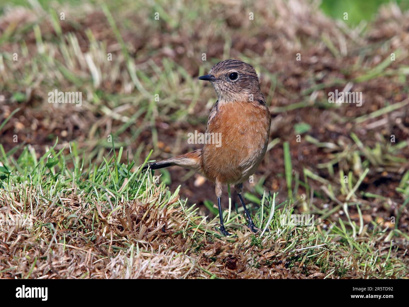 Common Stonechat (Saxicola torquatus) immature standing on ground ...