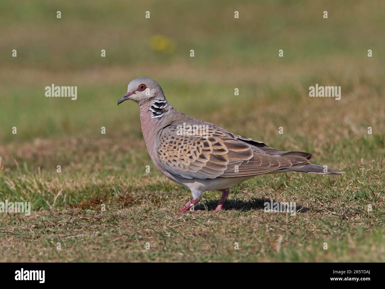 European Turtle-dove (Streptopelia turtur turtur) adult walking on ...