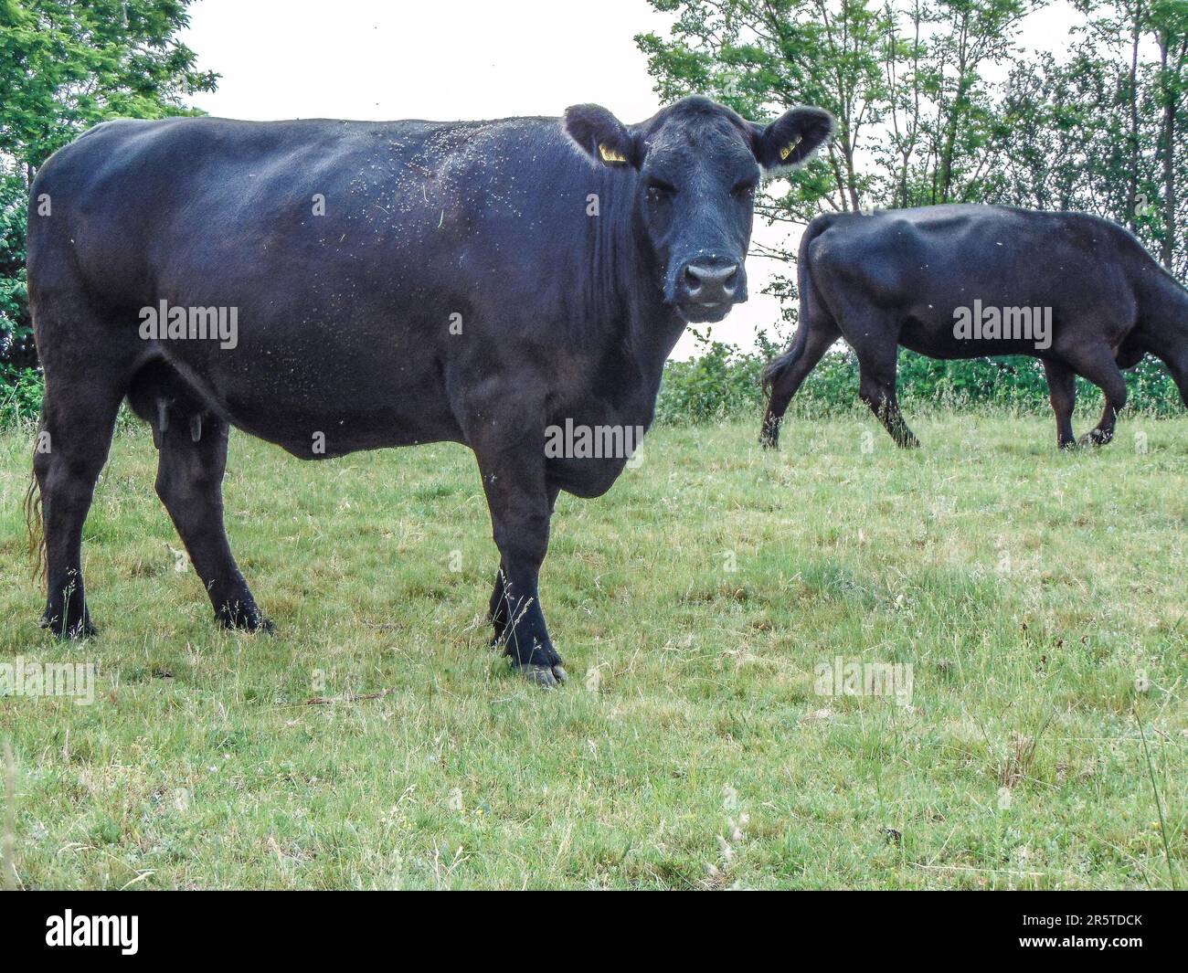 Black angus cows portrait hi-res stock photography and images - Alamy