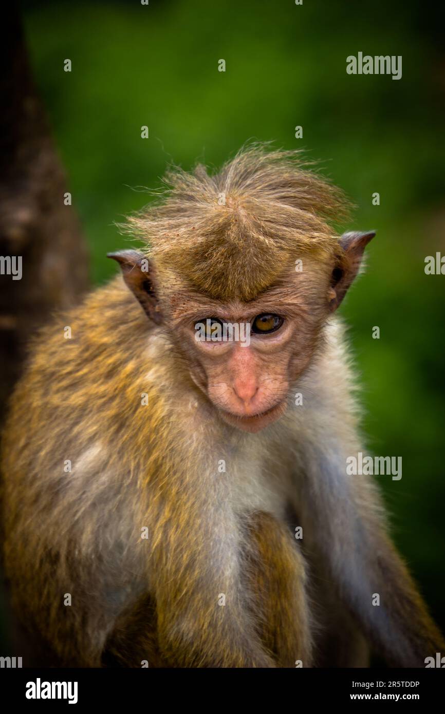 Monkey left hi-res stock photography and images - Alamy