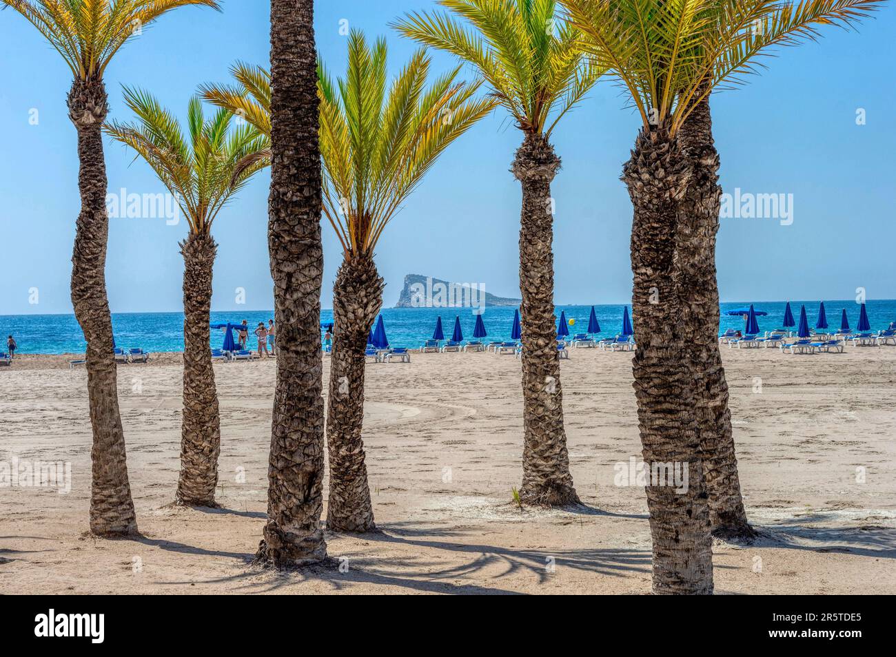 A tranquil beach with a line of palm trees against a bright blue sky in ...