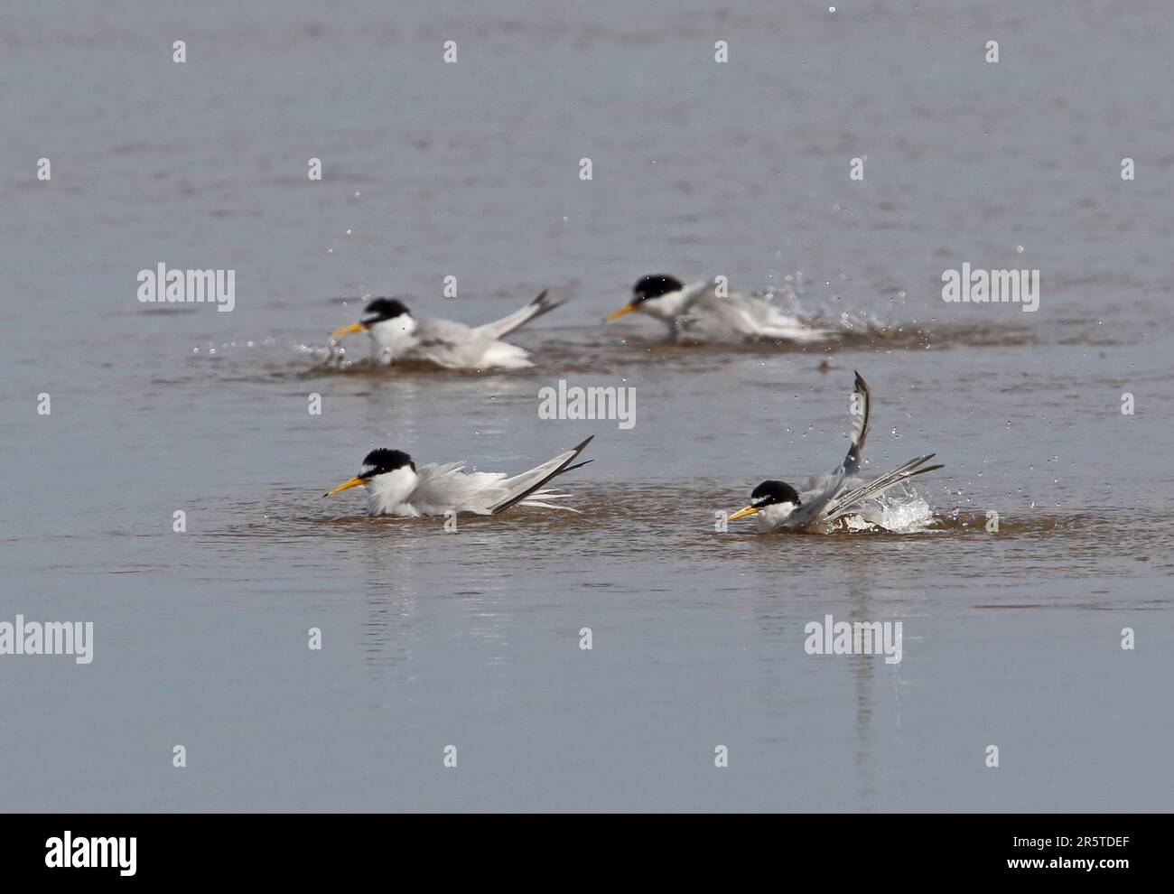 Little Tern (Sternula albifrons albifrons) four adults bathing in the ...