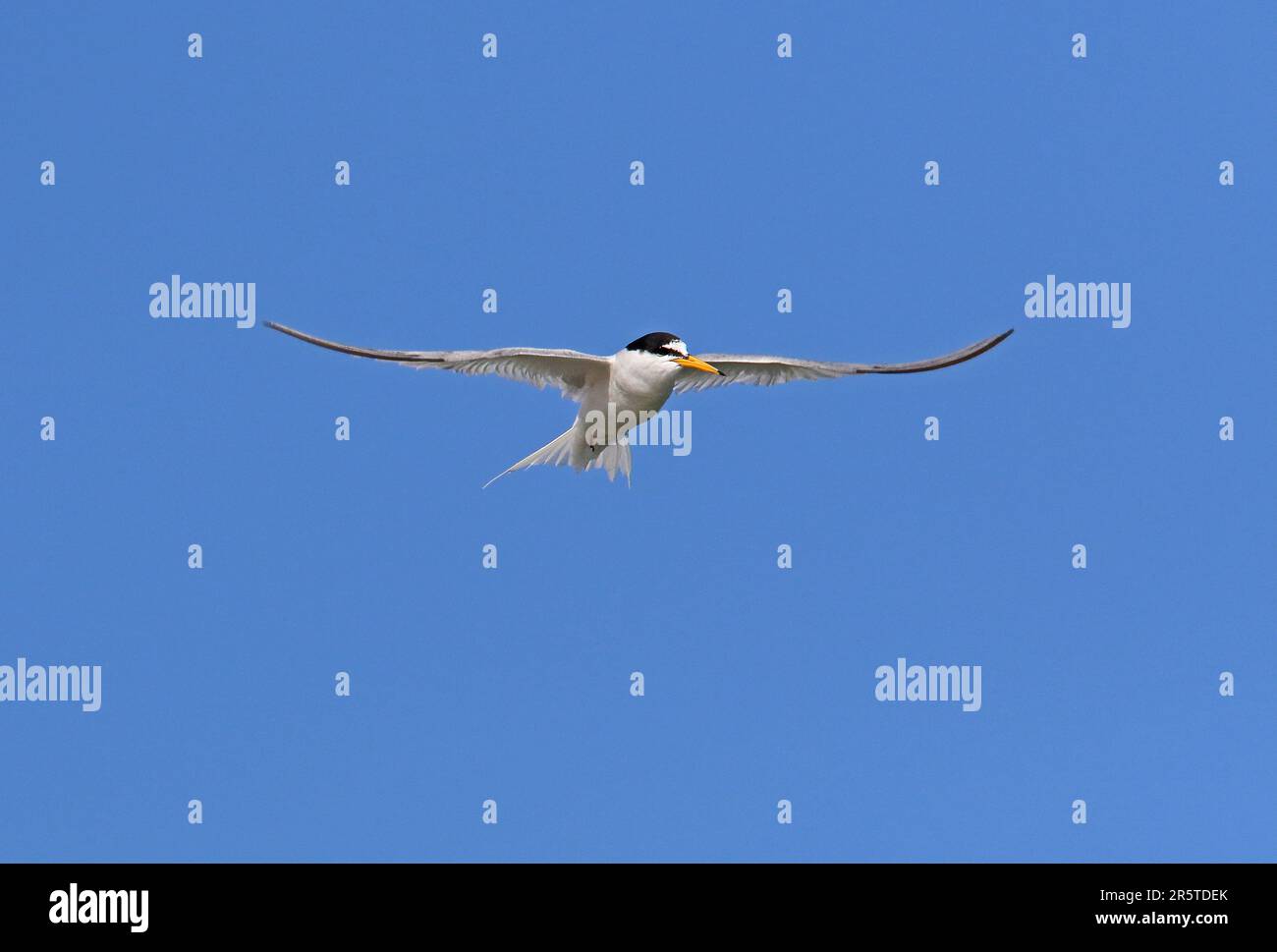 adult in flight Eccles-on-sea, Norfolk July 2016 Stock Photo - Alamy