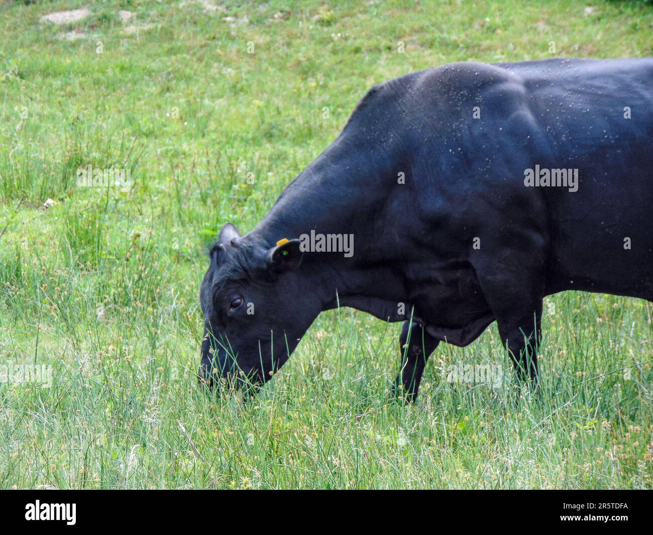 Black angus bull hi-res stock photography and images - Alamy