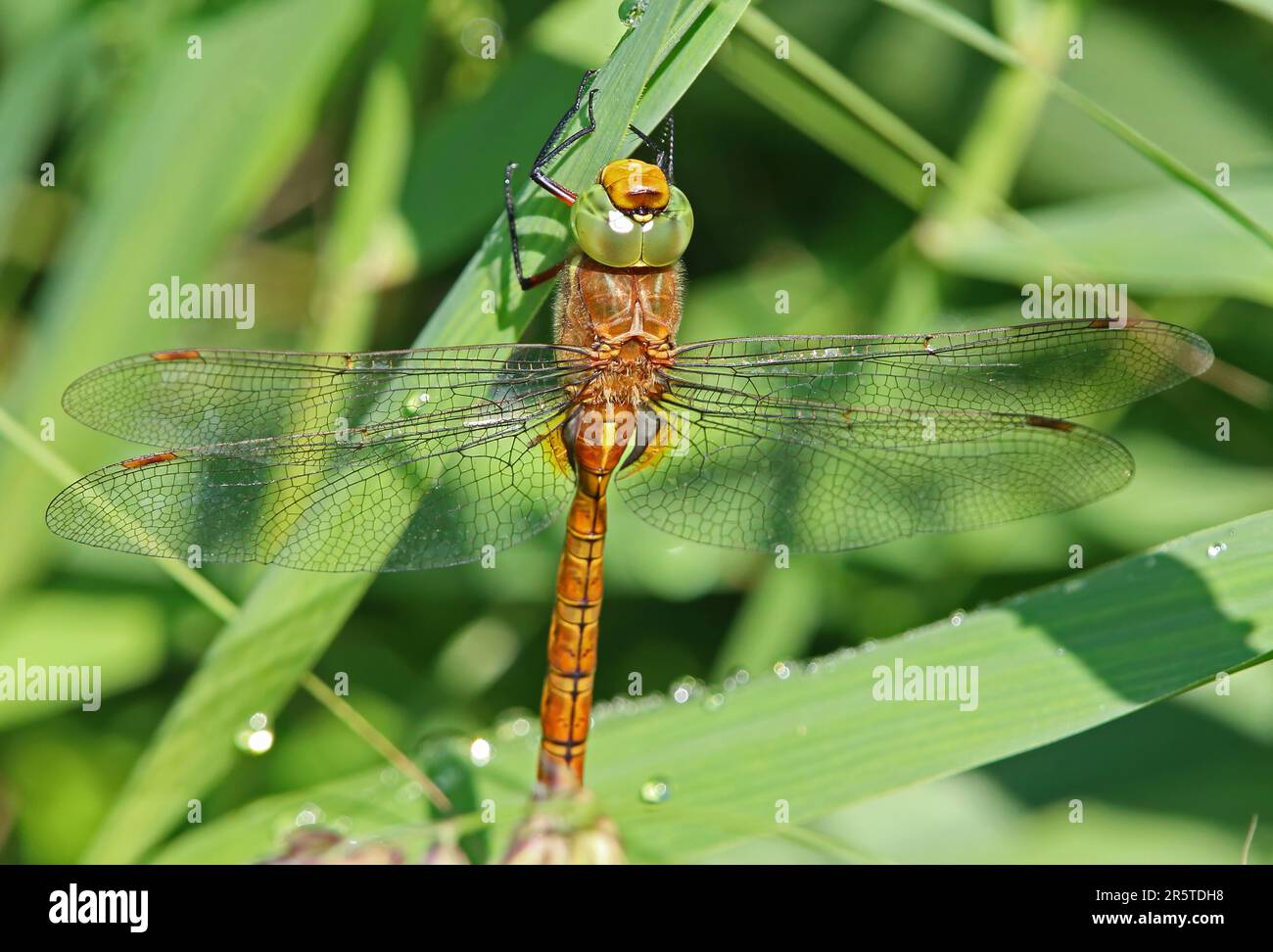 Norfolk Hawker (Aeshna isosceles) close up of adult clinging to reed ...