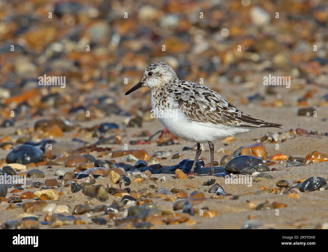 Sanderling (Calidris alba alba) adult moulting into winter plumage on ...