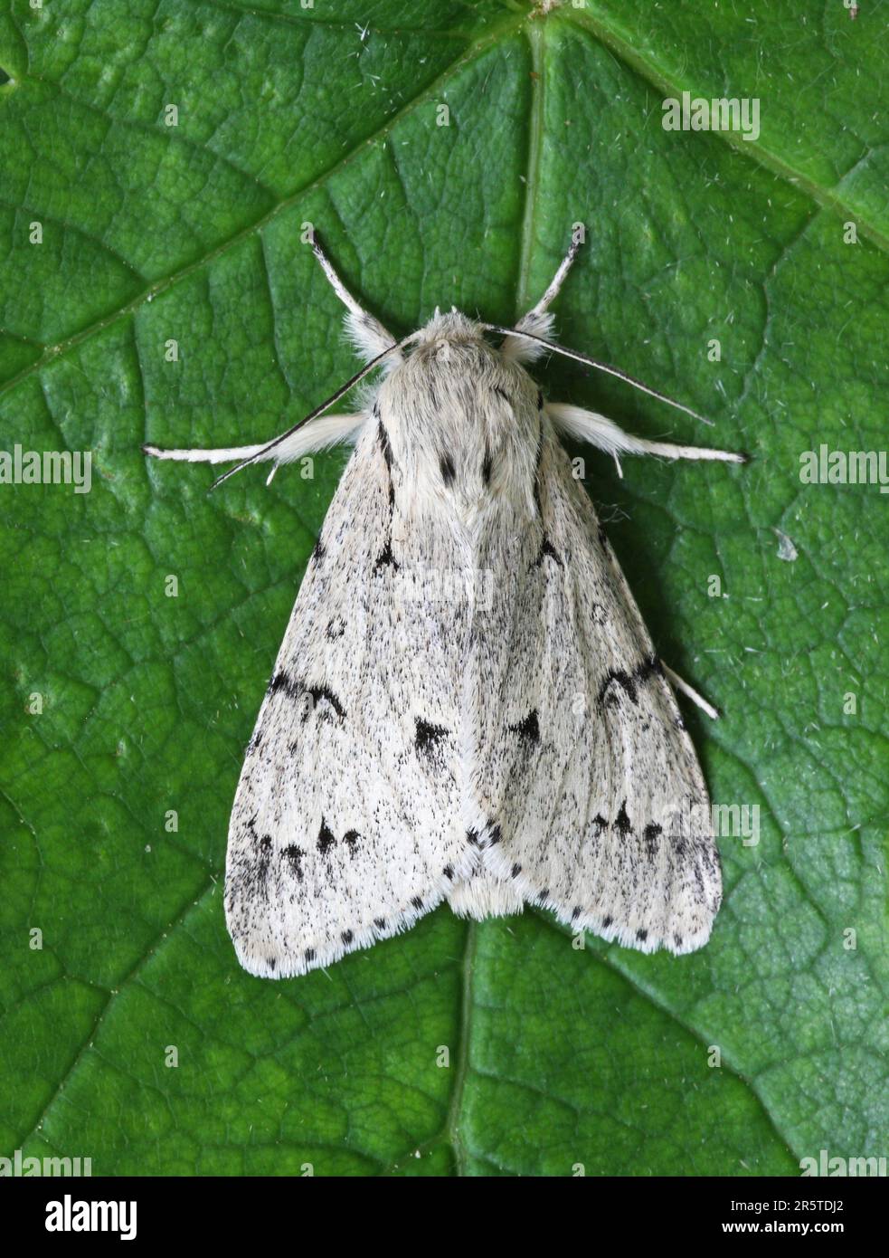 Miller moths hi-res stock photography and images - Alamy