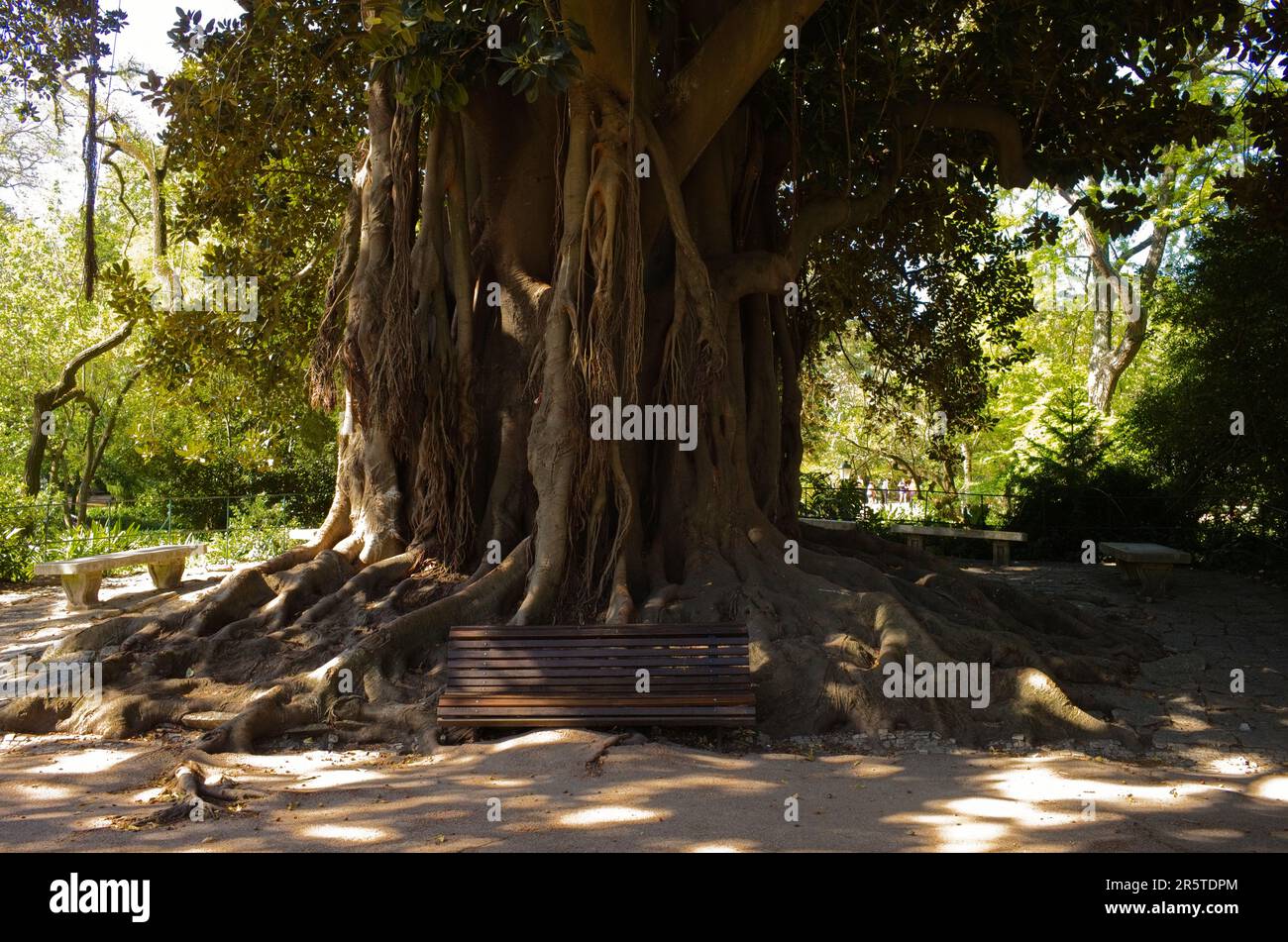 Giant australian tree hi-res stock photography and images - Alamy