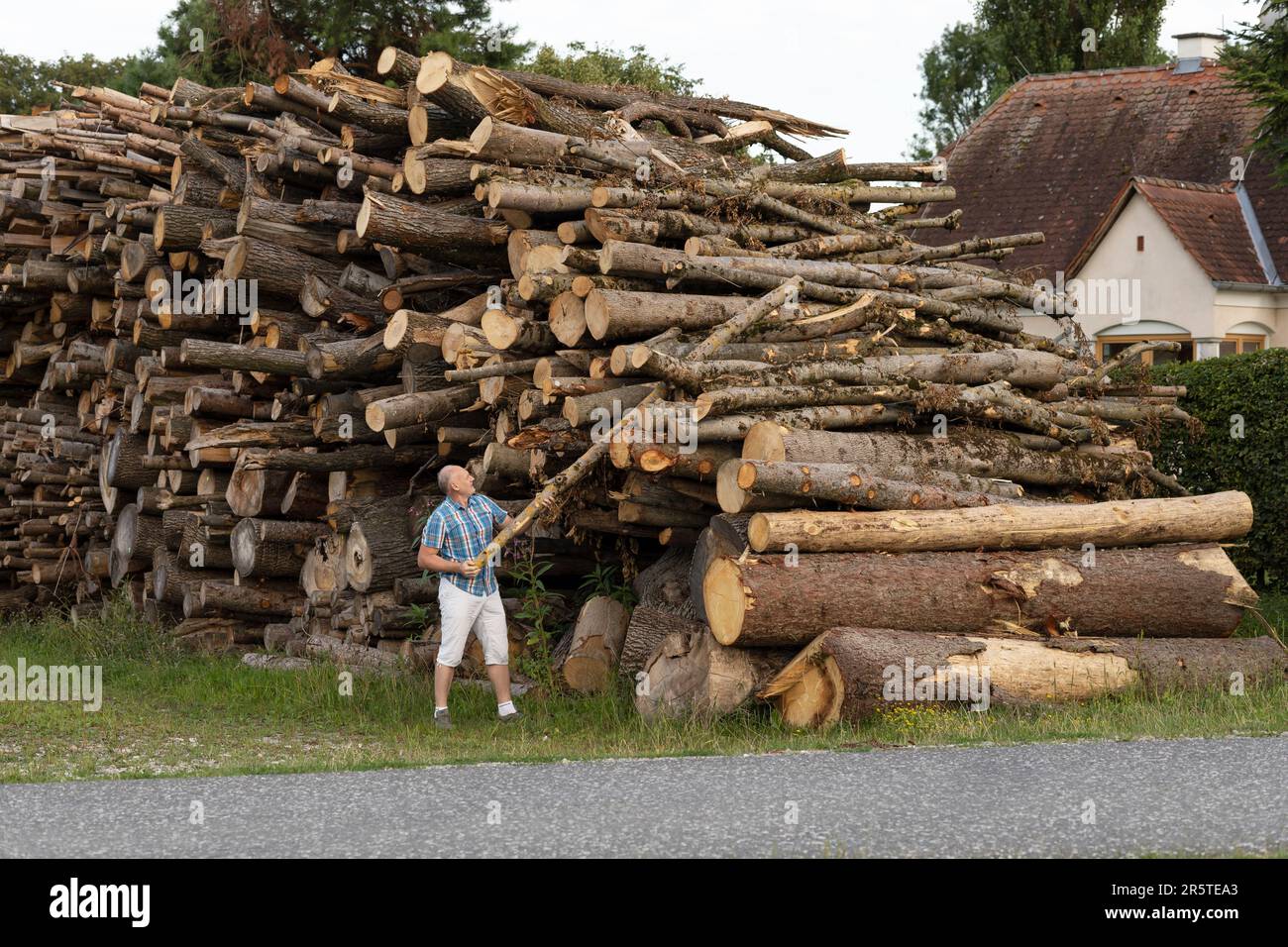 A man has stacked a huge pile of logs and is finishing work Stock Photo ...