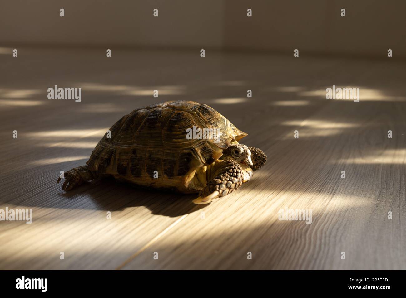 Turtle claws hi-res stock photography and images - Alamy