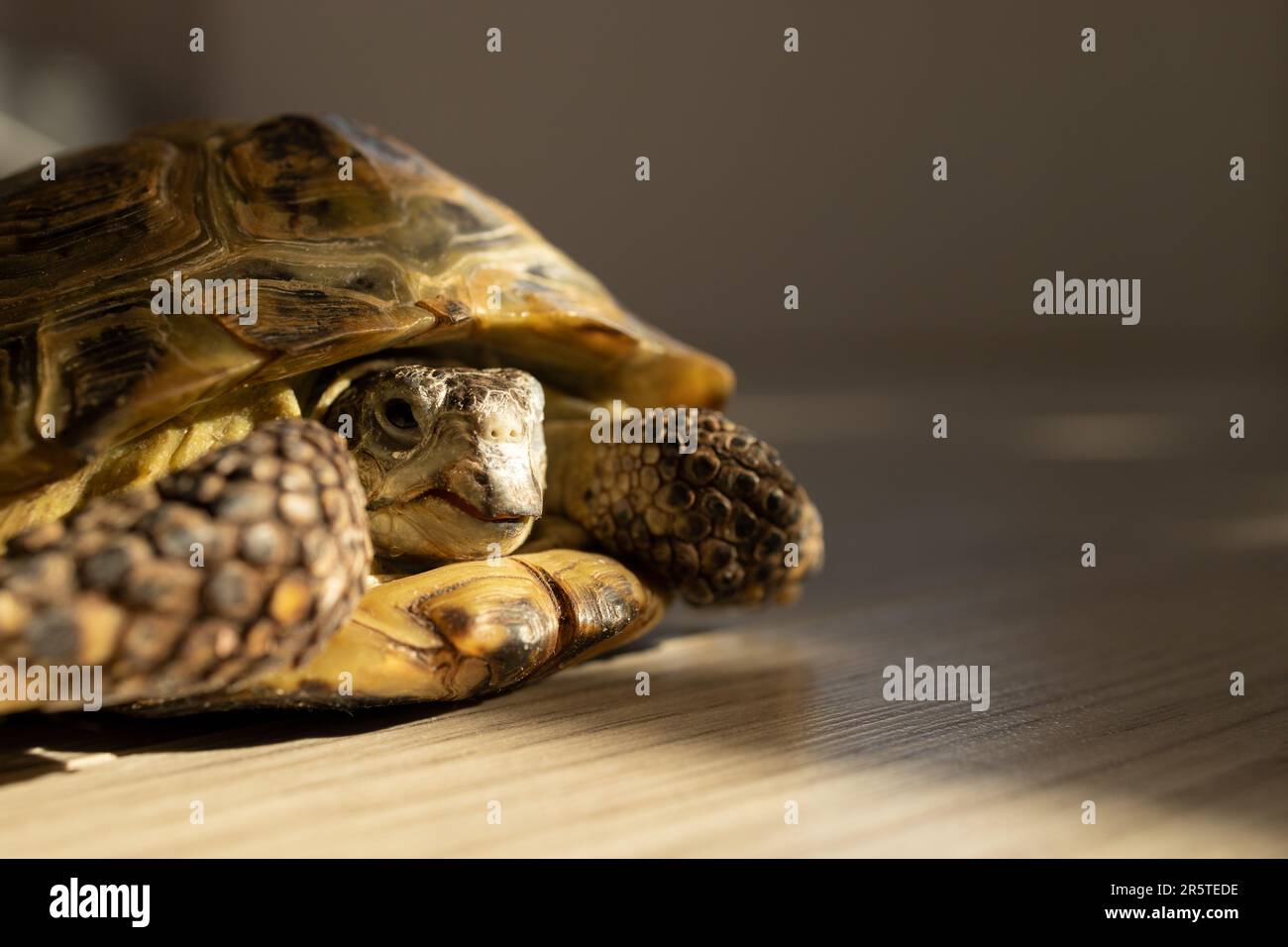 Turtle crawls on sand water hi-res stock photography and images - Alamy