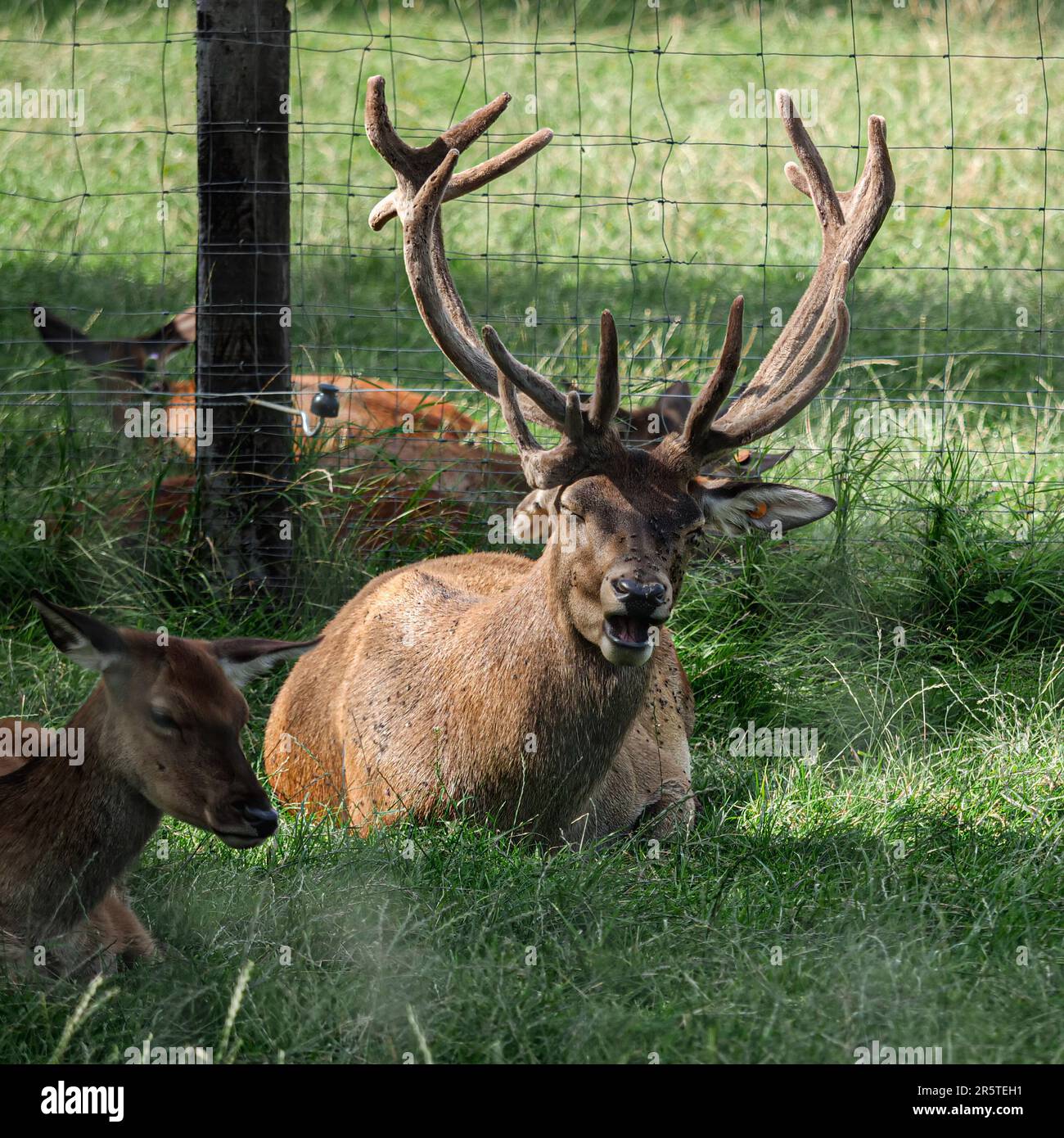 A yawning brown deer with tall antlers and its body covered in flies on ...