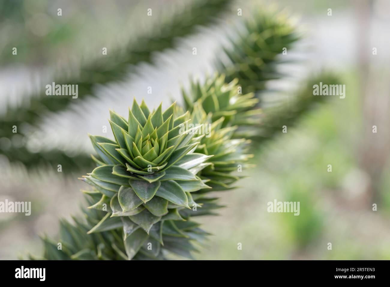 branches of the araucaria tree on a green background close-up Stock ...