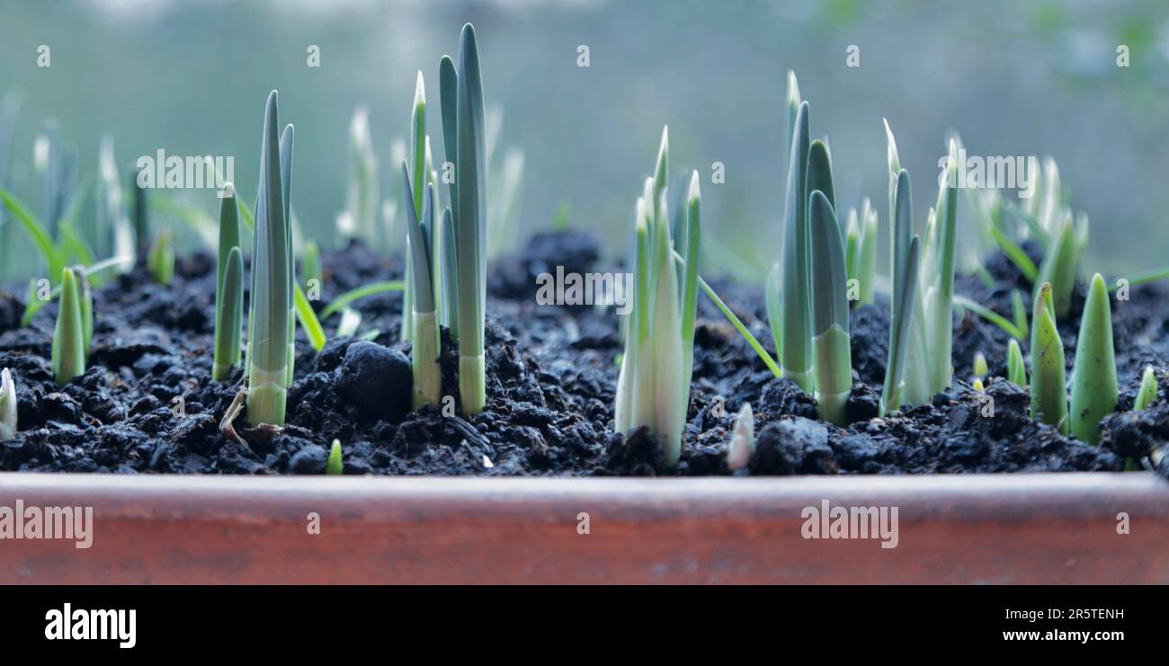 Narcisscus hi-res stock photography and images - Alamy