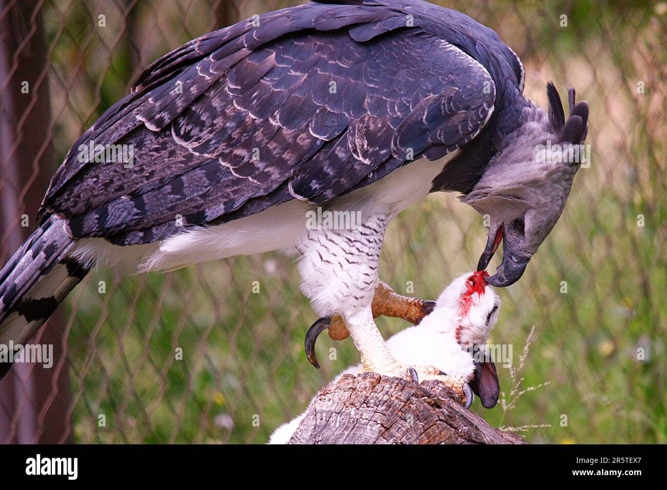 A closeup image of a majestic eagle eating its recently caught prey ...