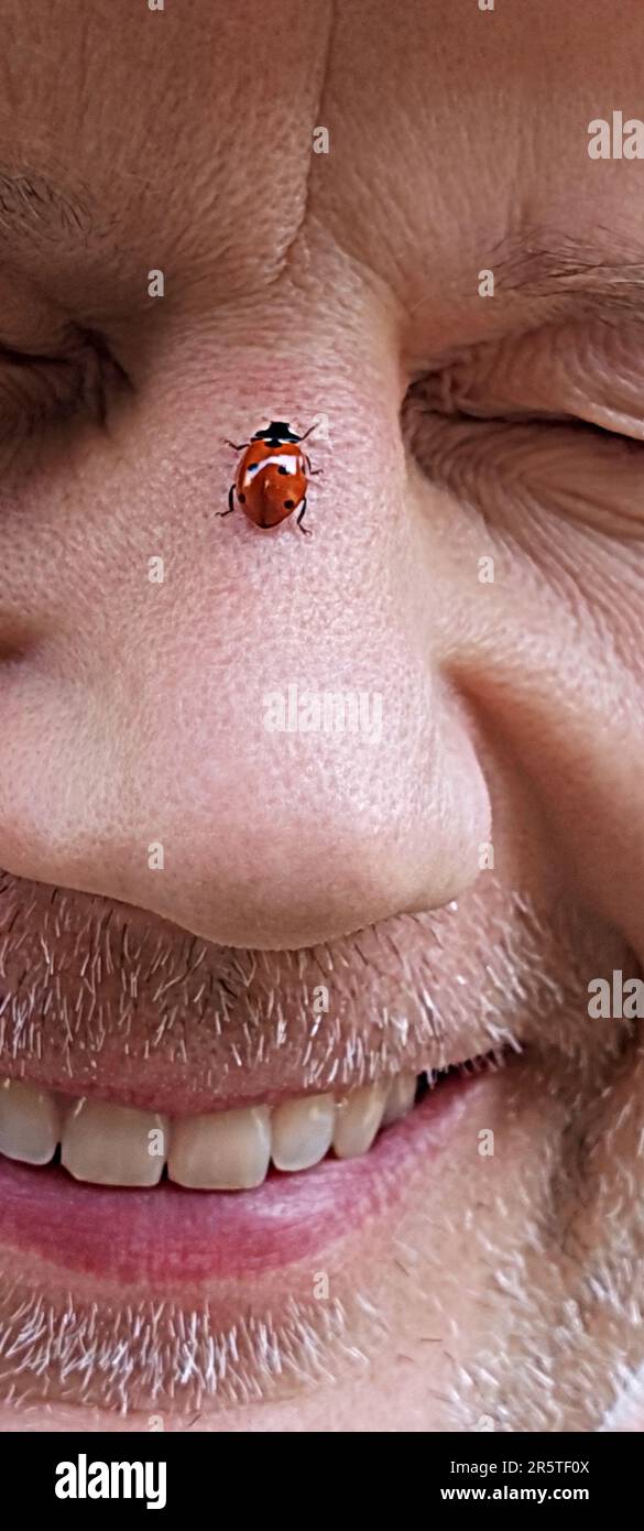 ladybug tickles the nose of a cheerful man Stock Photo - Alamy