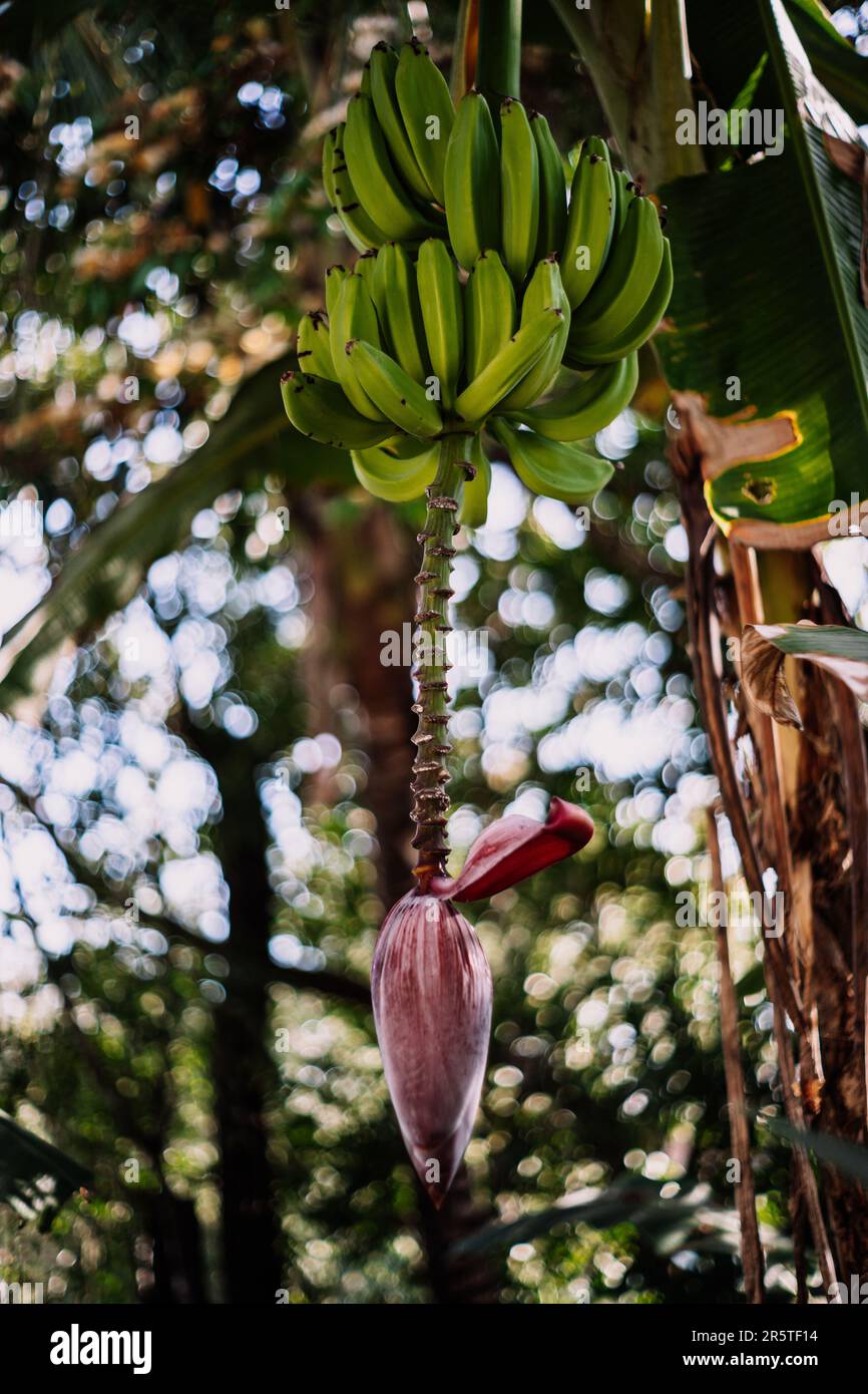 A grouping of bright green bananas hangs from the branches of a lush ...