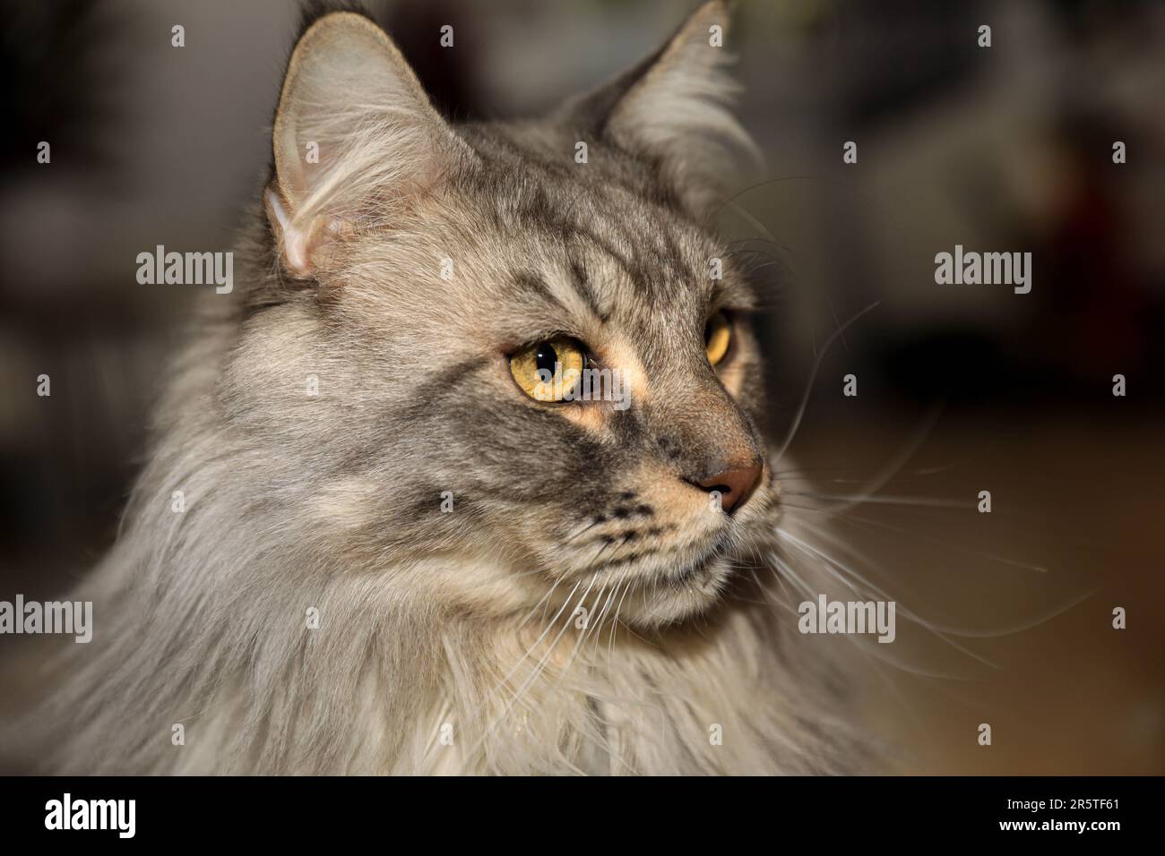 A domestic grey and black cat sits on the floor, fixated on an unseen ...
