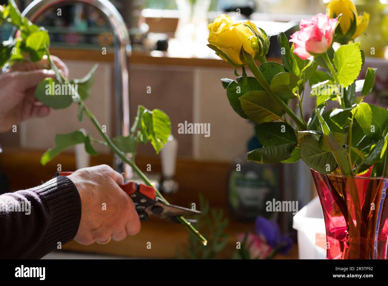 Root cutter hi-res stock photography and images - Alamy