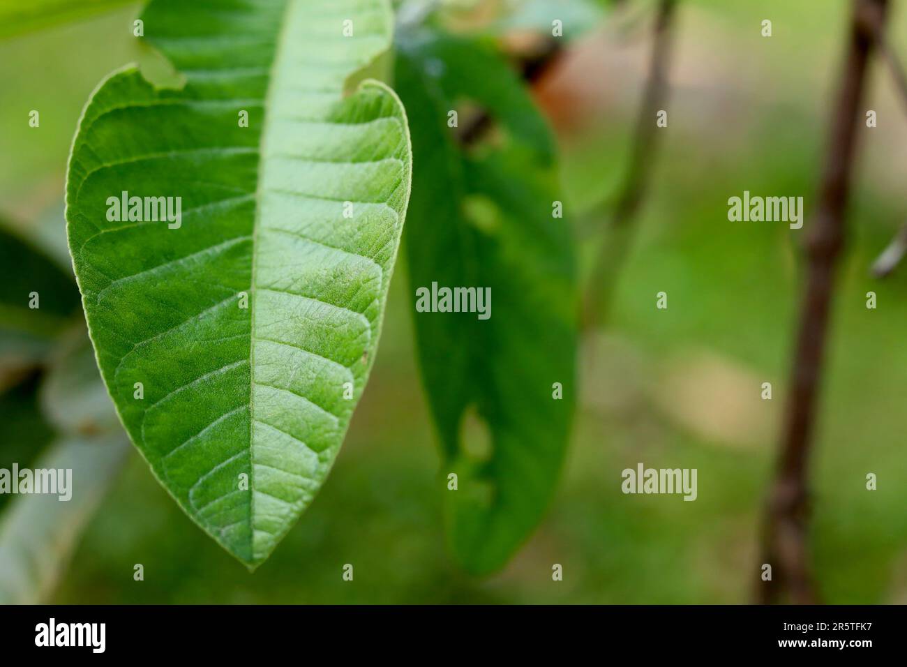 Fresh guava leaves in the garden with blurred background. Close up ...