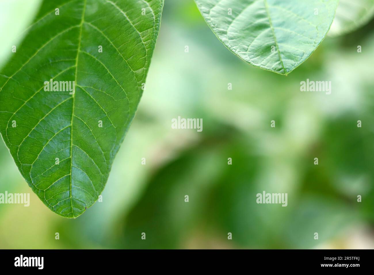 Fresh guava leaves in the garden with blurred background. Close up ...