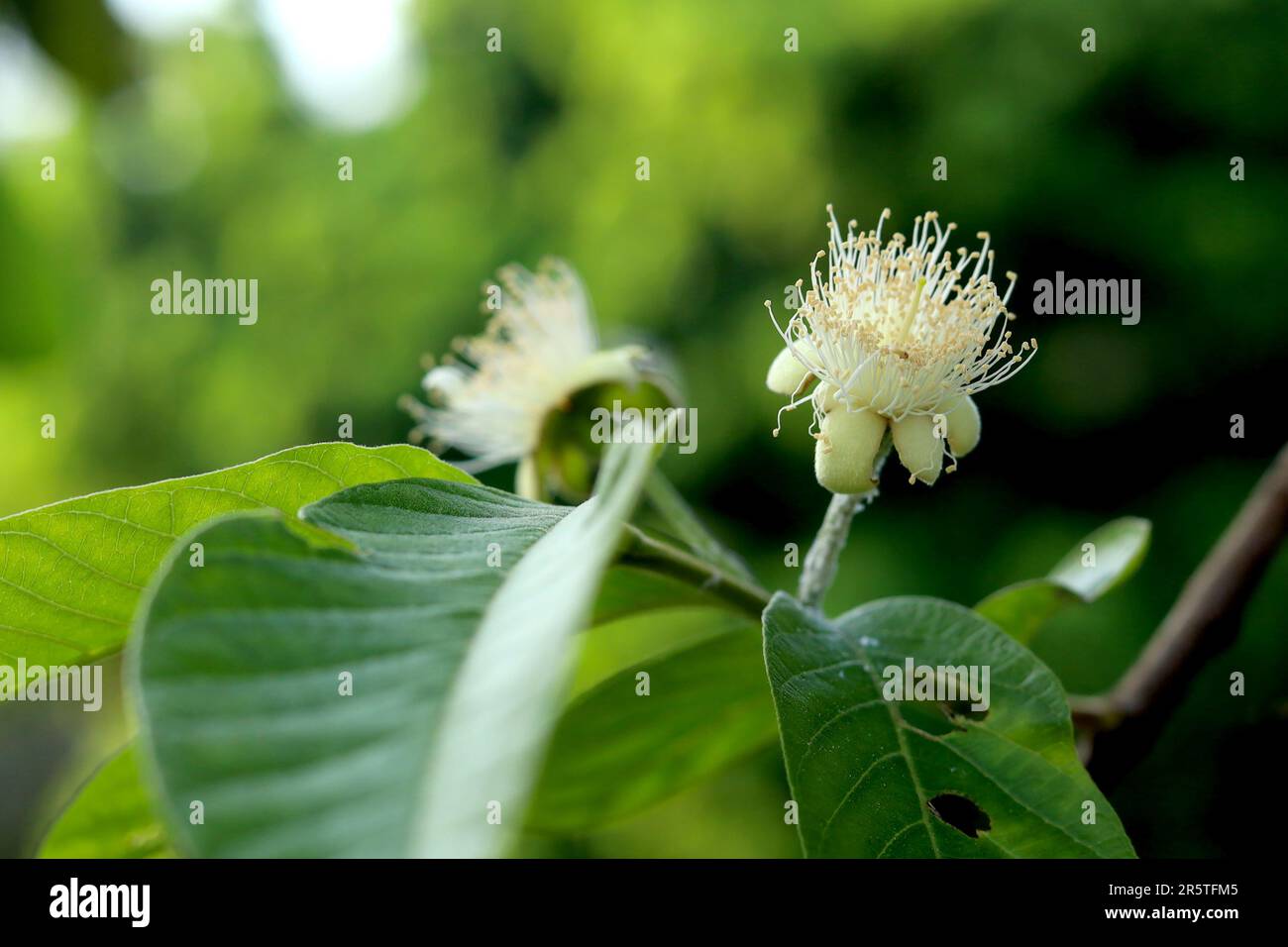 Guava flower hi-res stock photography and images - Alamy