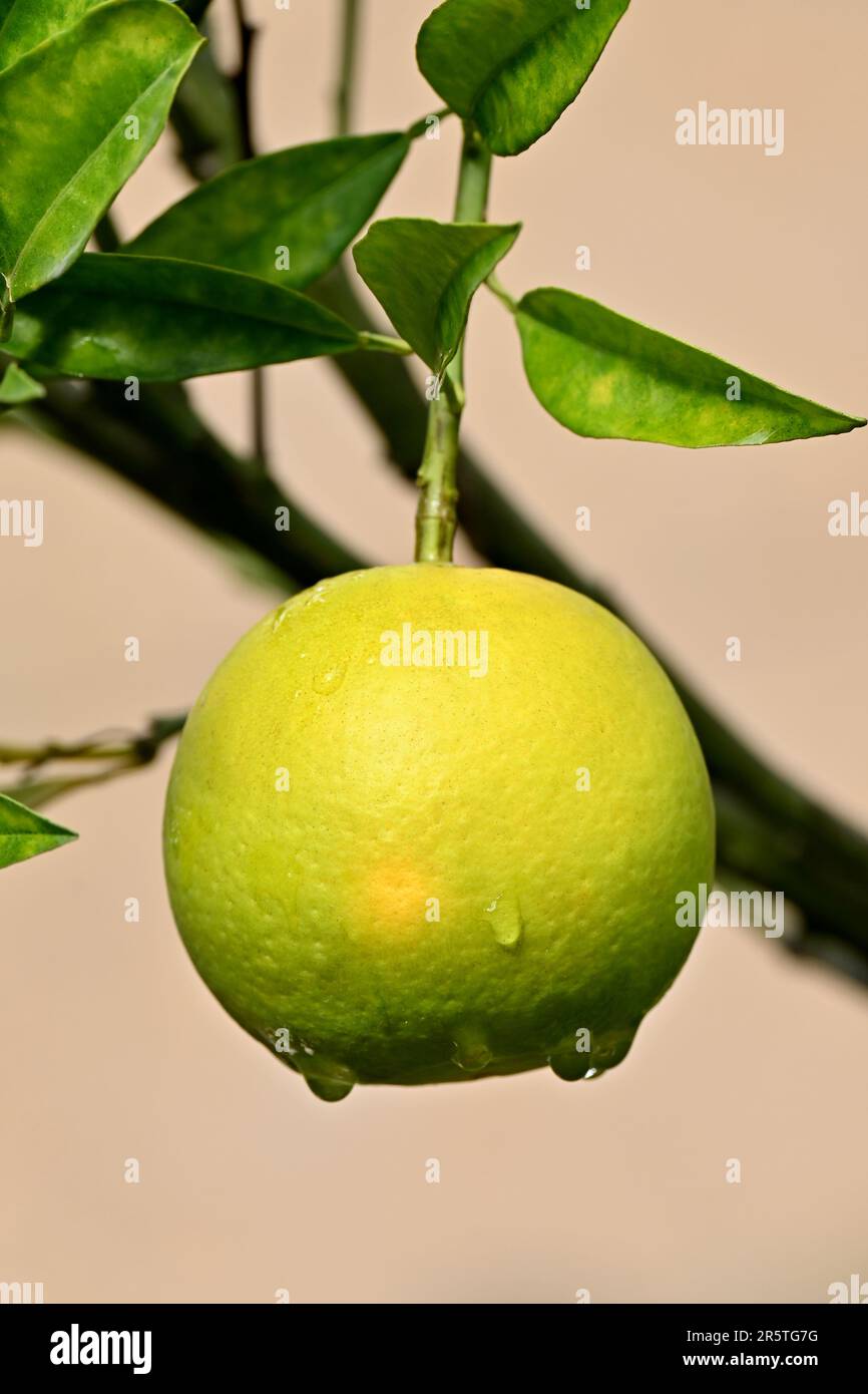 A closeup image of an unripe orange hanging from a tree branch, with ...
