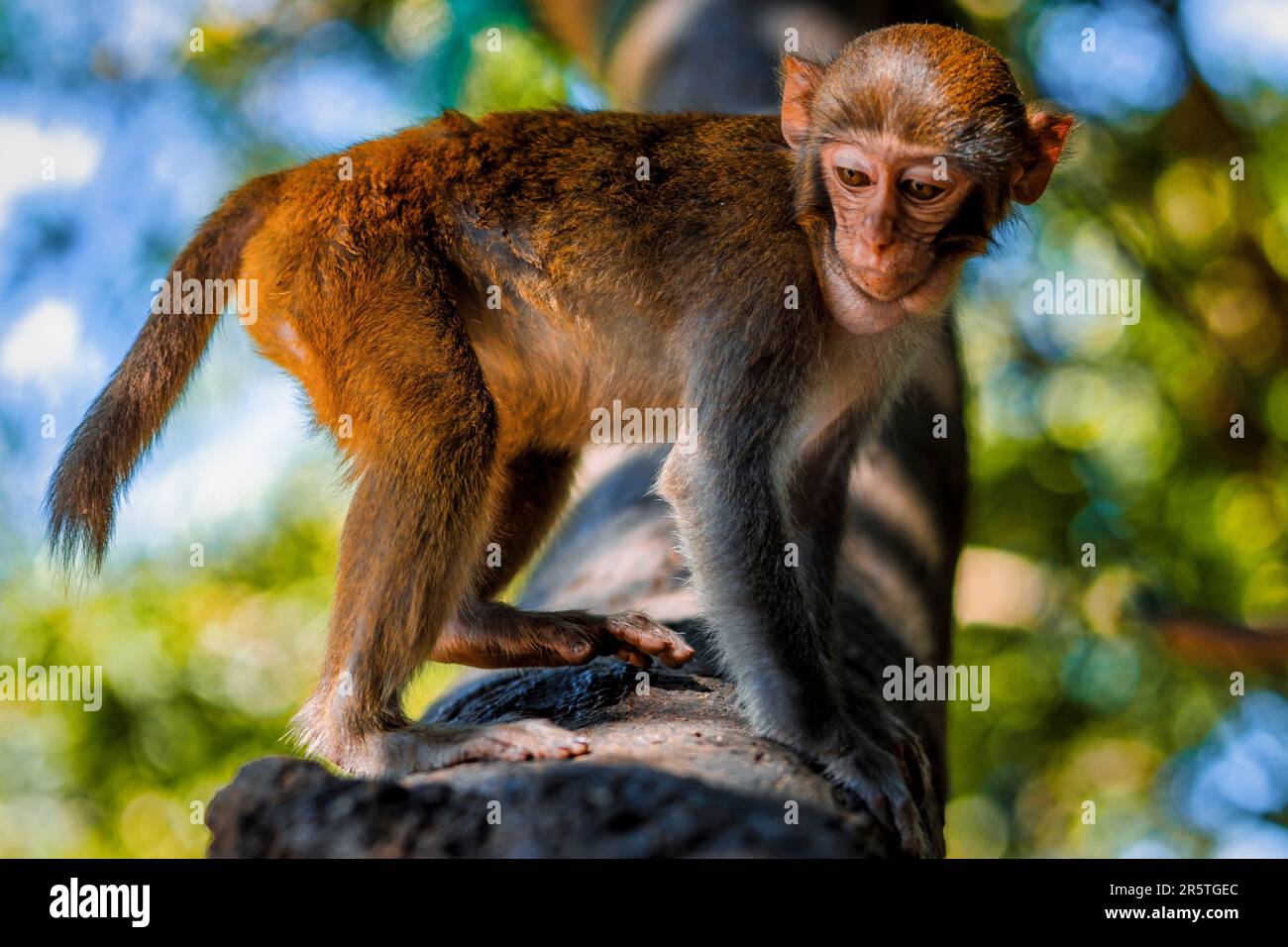 A curious primate stands upright on a rocky outcrop, surveying its ...