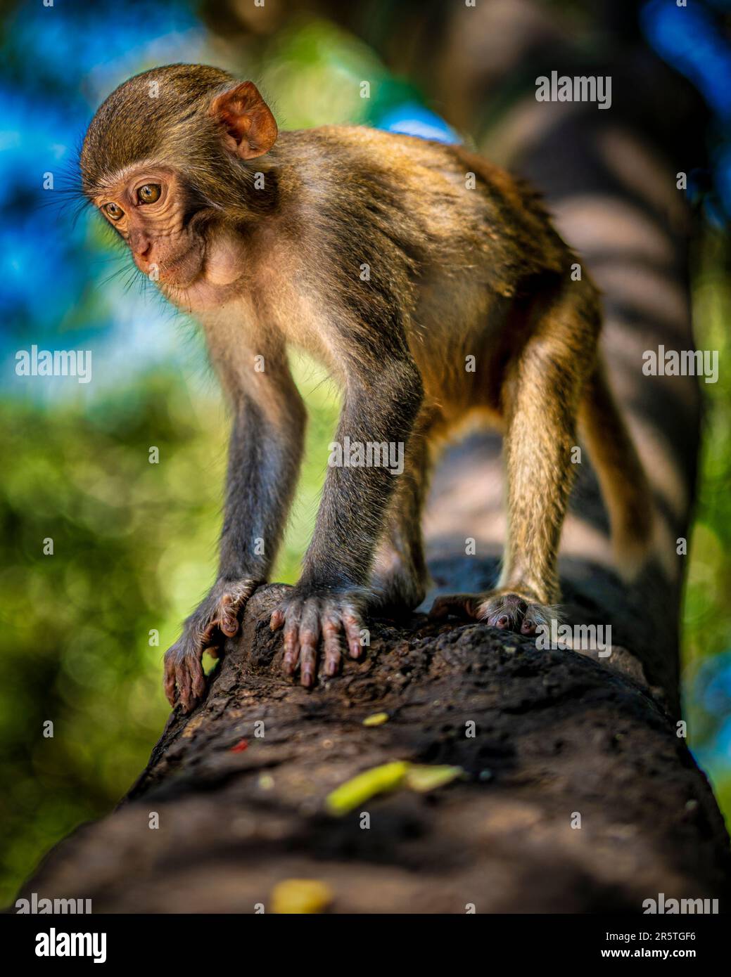 A close-up image of a monkey perched on a branch in a lush tropical ...