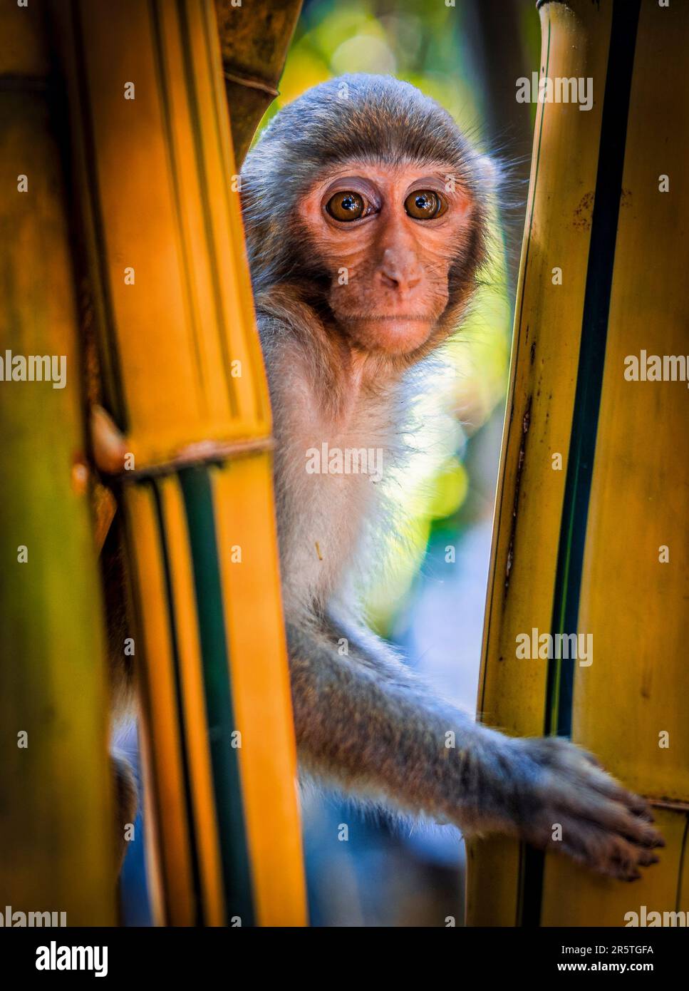 A close-up shot of a monkey peering out from a train window with a ...