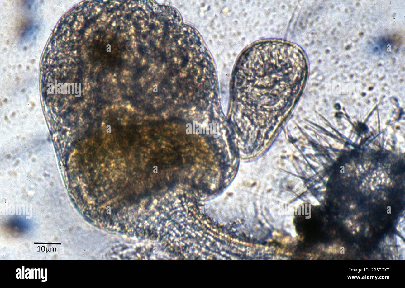 Phylum Entoprocta