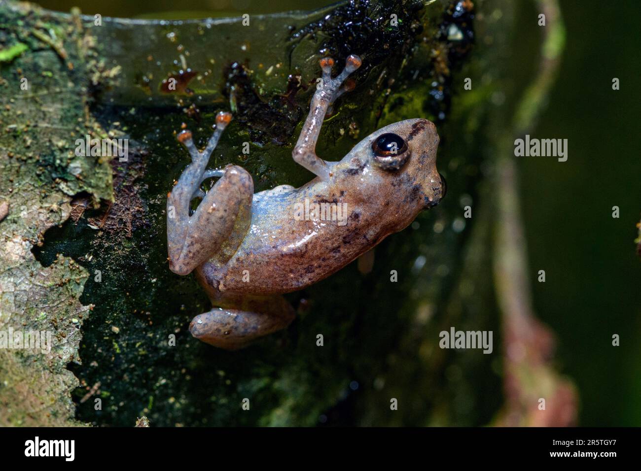 Rio san juan robber frog hi-res stock photography and images - Alamy