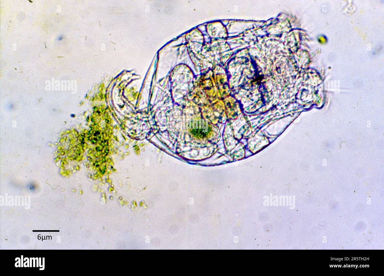 Wheel animal (Brachionus sp.) from a fresh water culture Stock Photo ...