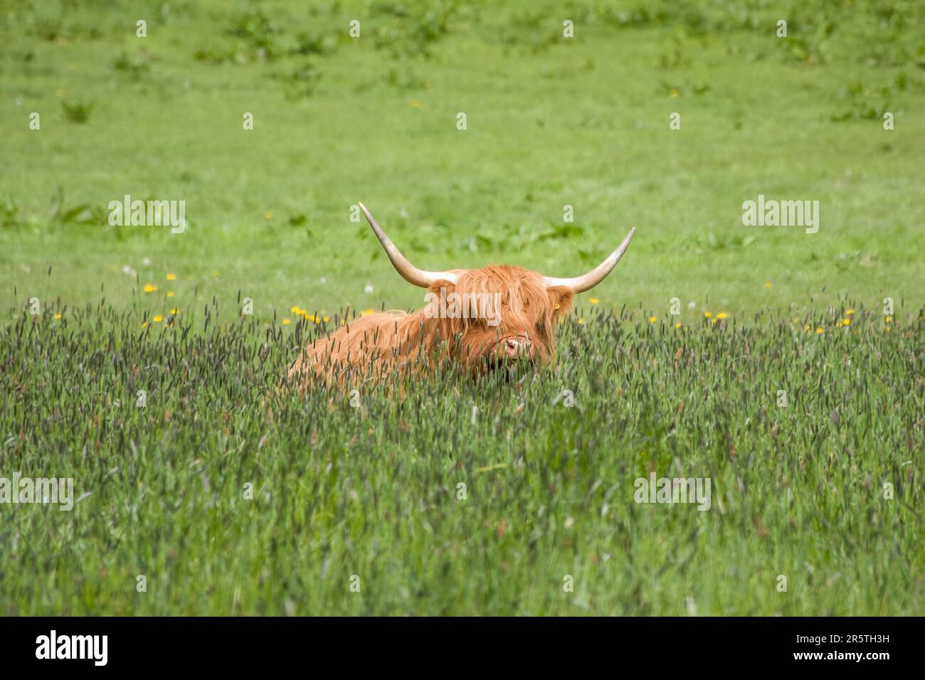 Highland Cow a Scottish breed of rustic cattle sitting in the grass ...