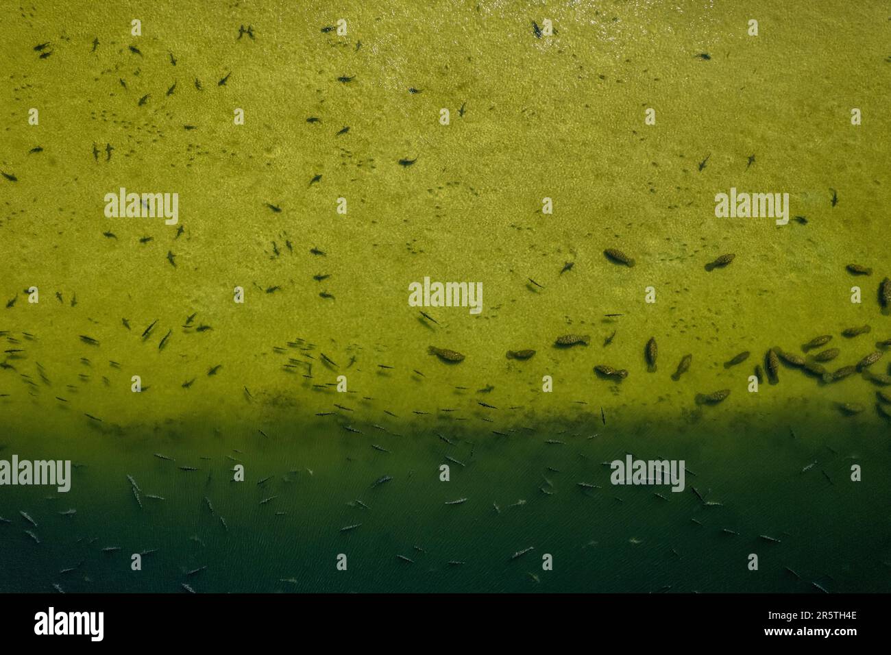 An image of a school of small black fish swimming in green-tinted water ...