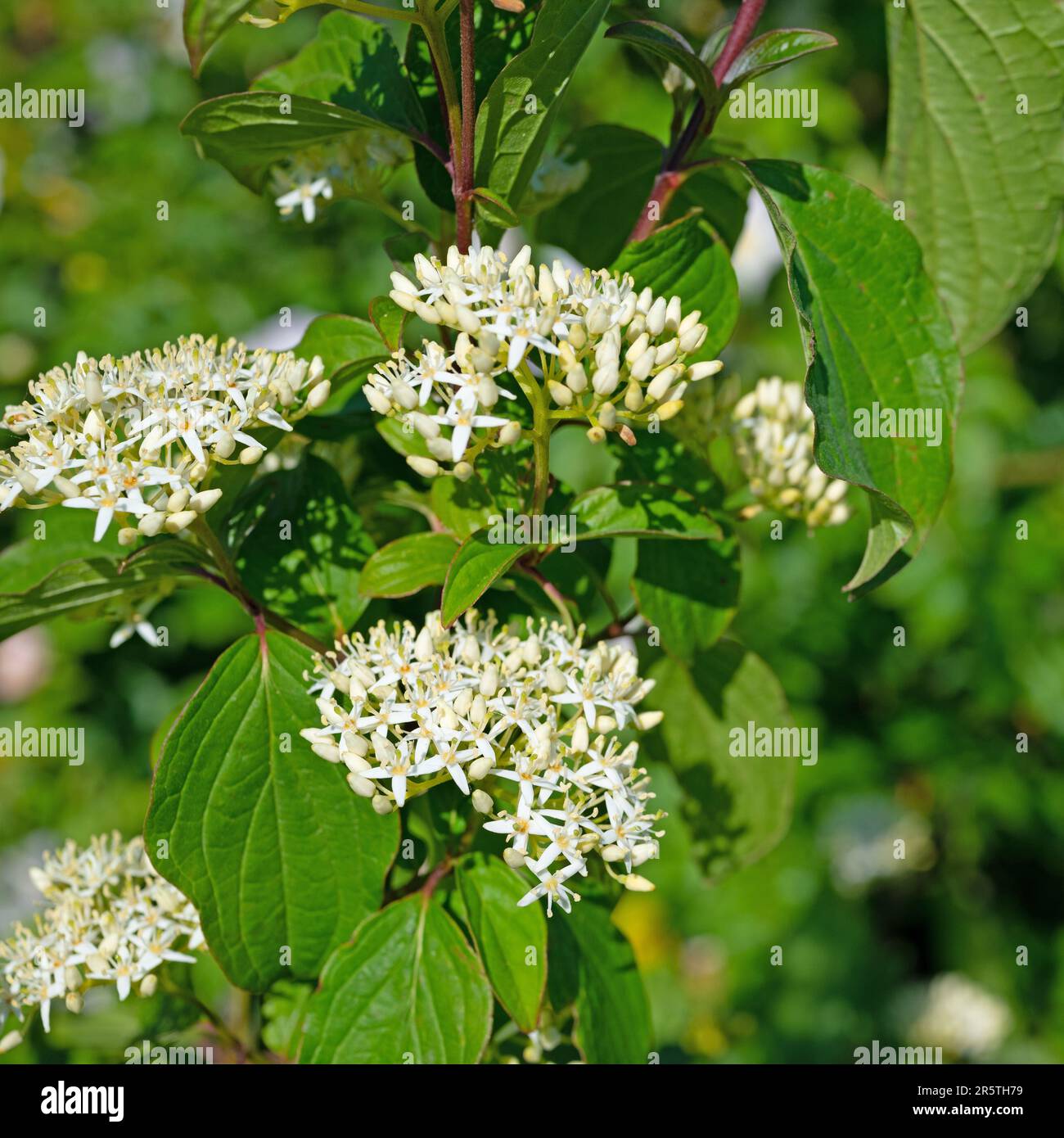 Flowering Red Dogwood, Cornus sanguinea Stock Photo - Alamy