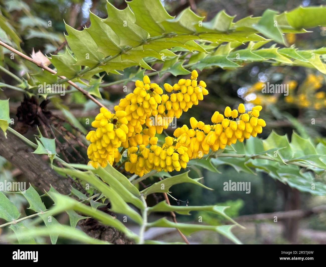 A vibrant cluster of yellow flowers growing from the foliage of a lush ...