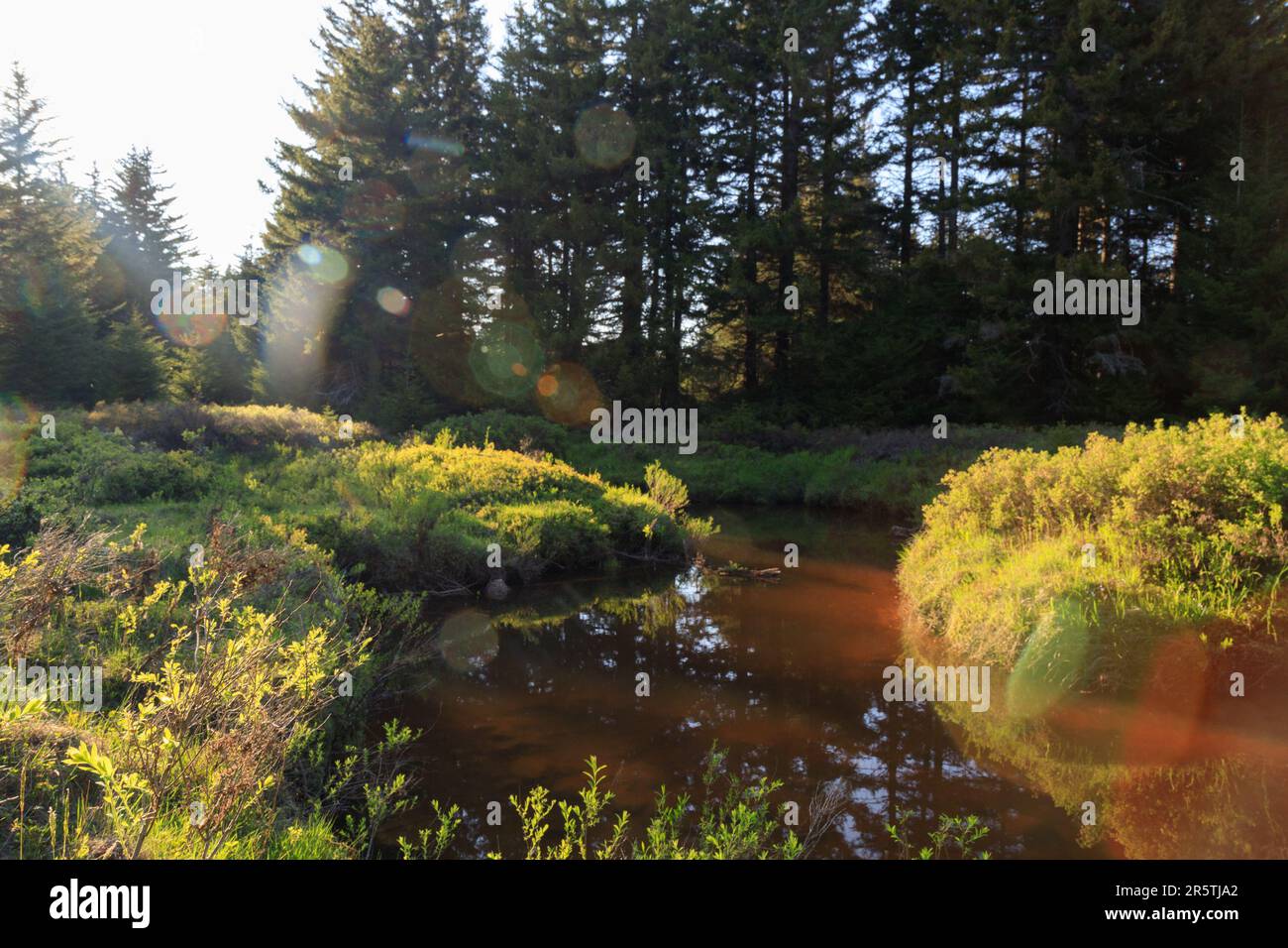 Dolly trees hi-res stock photography and images - Alamy