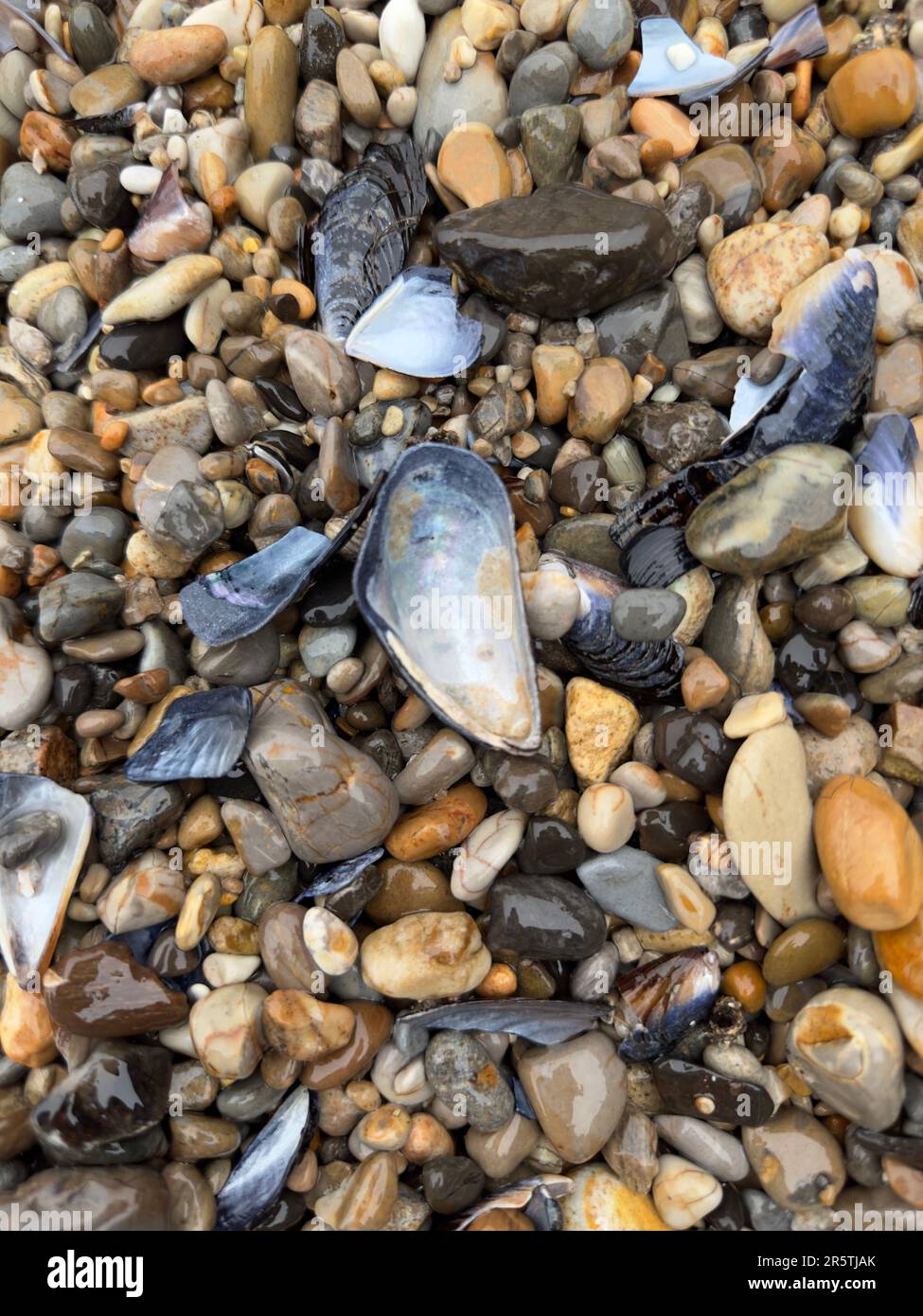 Variety seashells pebbles scattered hi-res stock photography and images ...