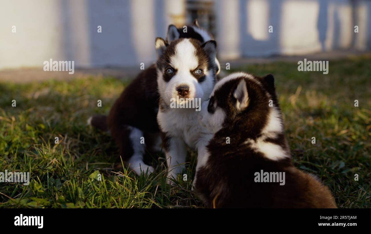 Husky puppies stand on a green meadow. Five little husky puppies are ...