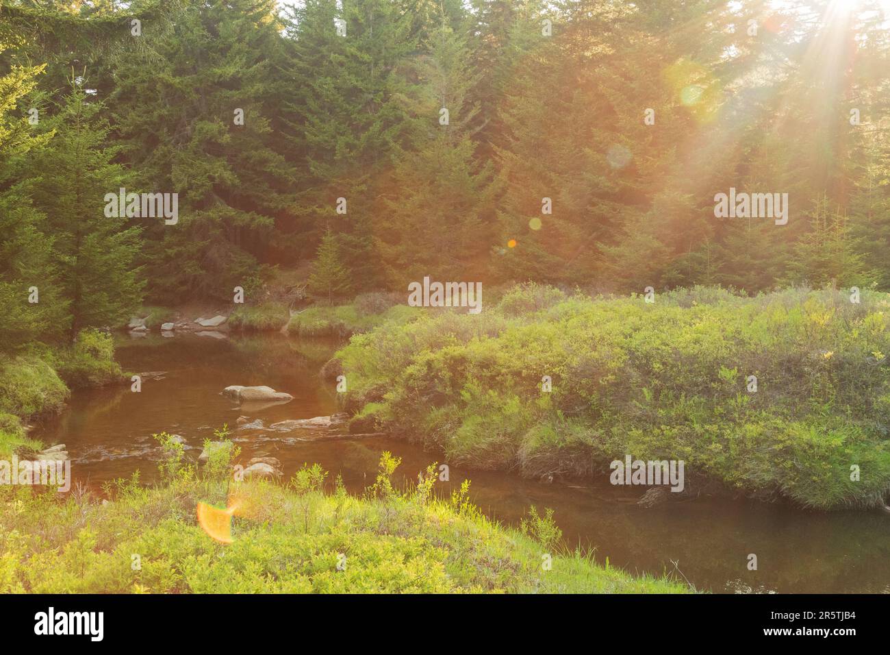 Stream flowing through forested valley with pine trees in midground and ...