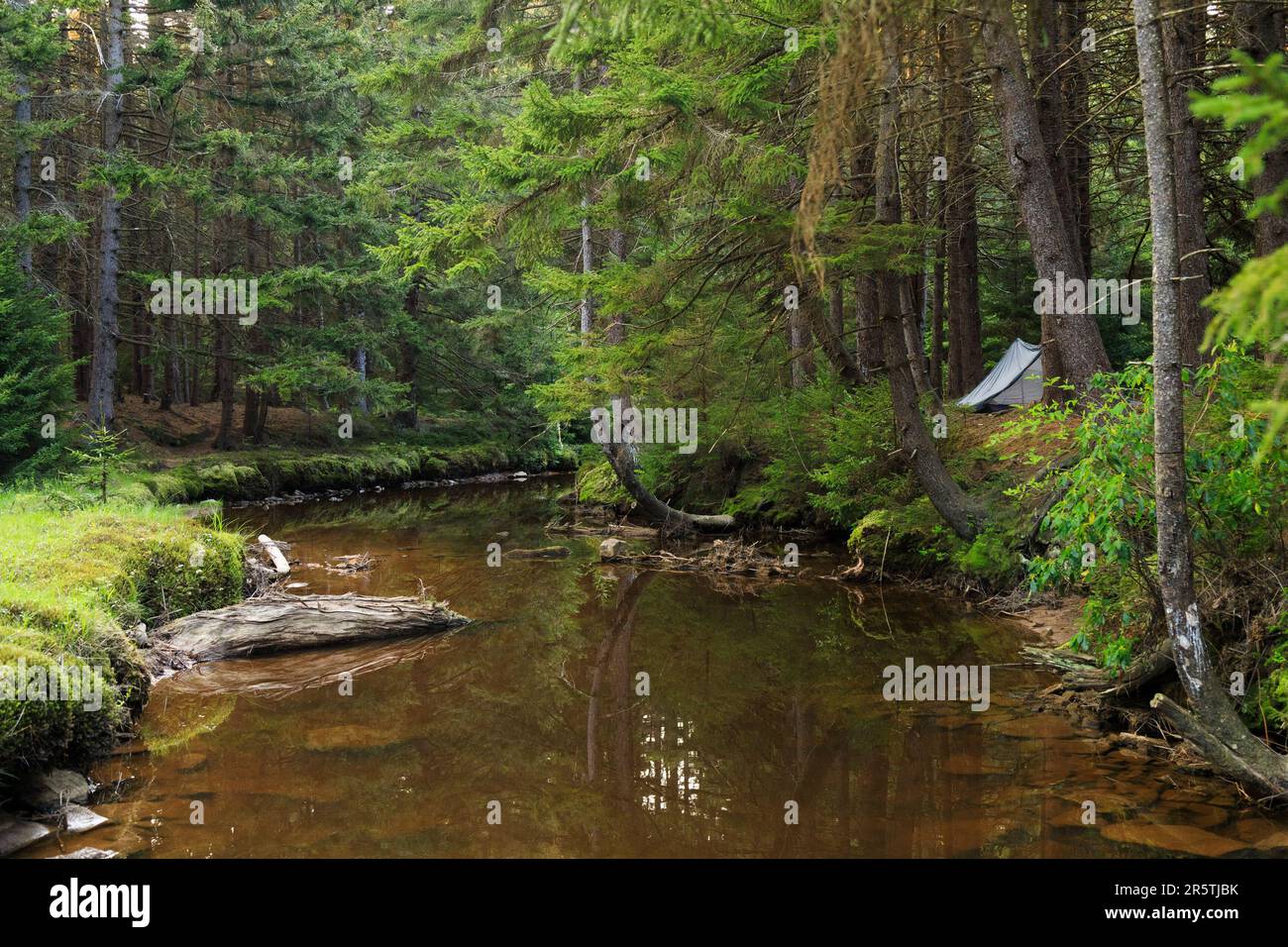 Stream flowing through forested valley with pine trees in midground and ...