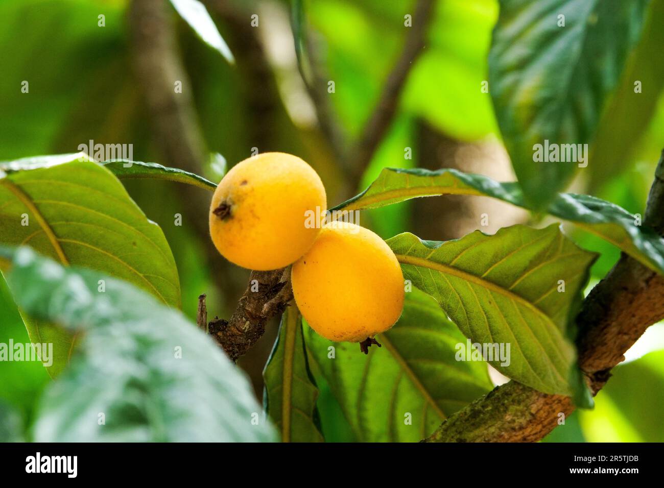 Medlar tree fruit , private garden, Bron, France Stock Photo - Alamy
