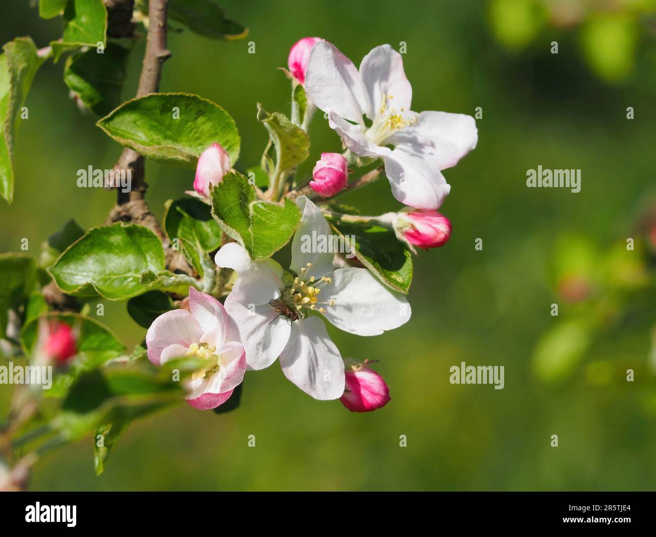 Plethora of colors hi-res stock photography and images - Alamy