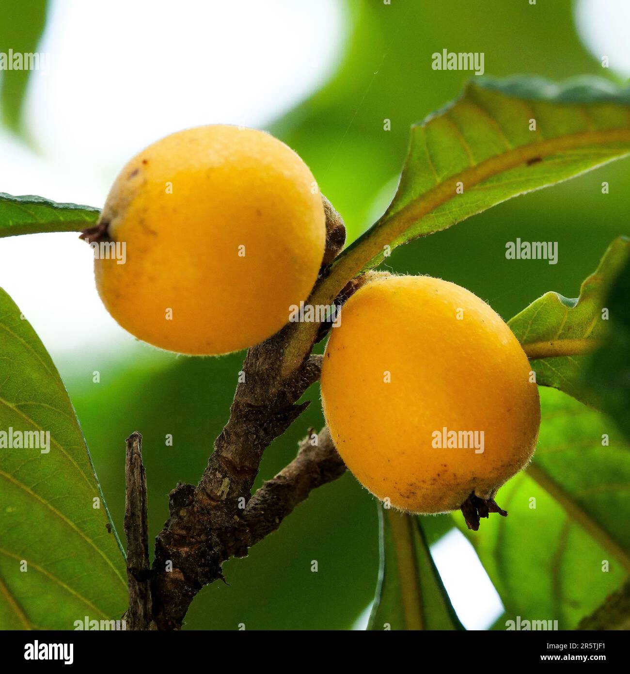 Medlar tree fruit , private garden, Bron, France Stock Photo - Alamy