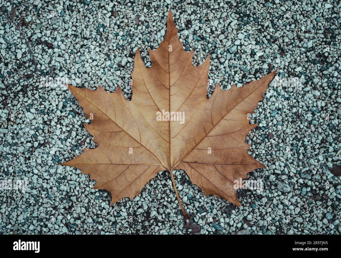A close-up photo of a single autumn leaf resting on the ground Stock ...